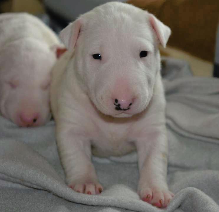 Anglický Bulterier s pp | cz.DOGVA.com