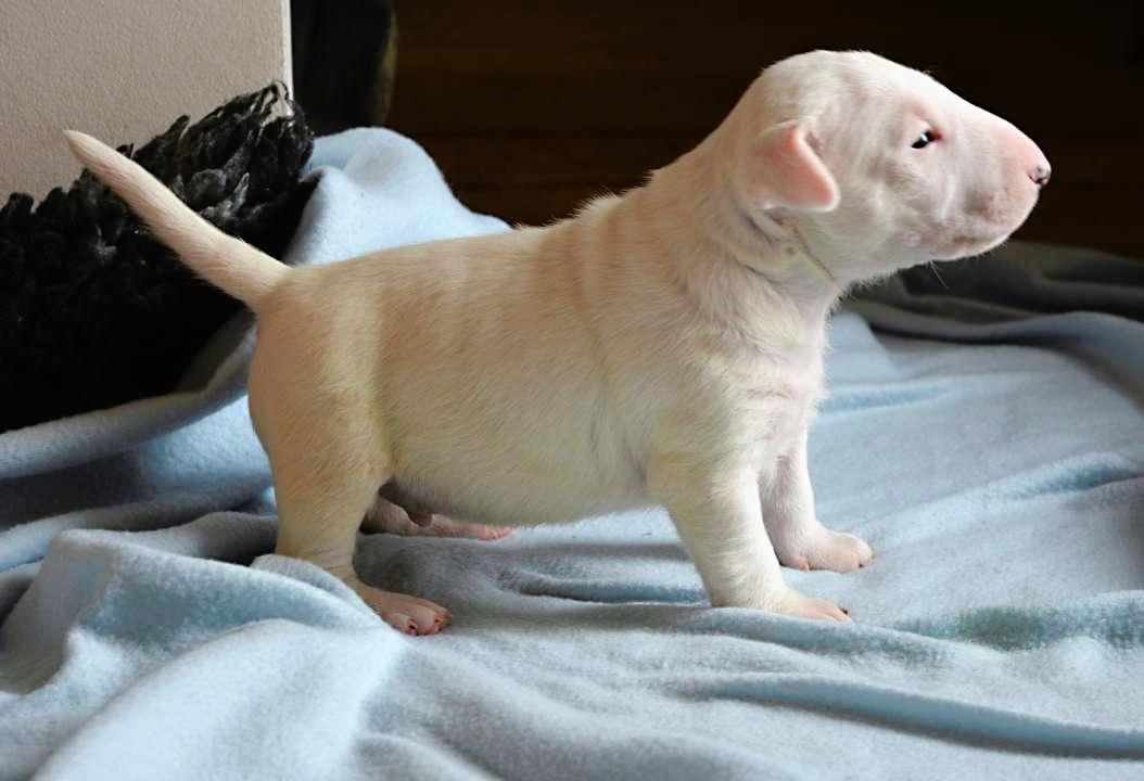 Anglický Bulterier s pp | cz.DOGVA.com