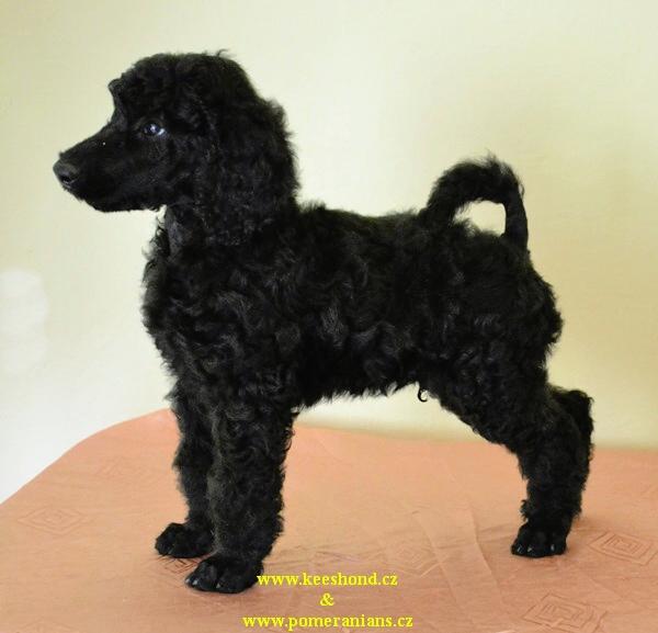 Pudl velký (královský) s PP | Štěňata na prodej | cz.DOGVA.com ...