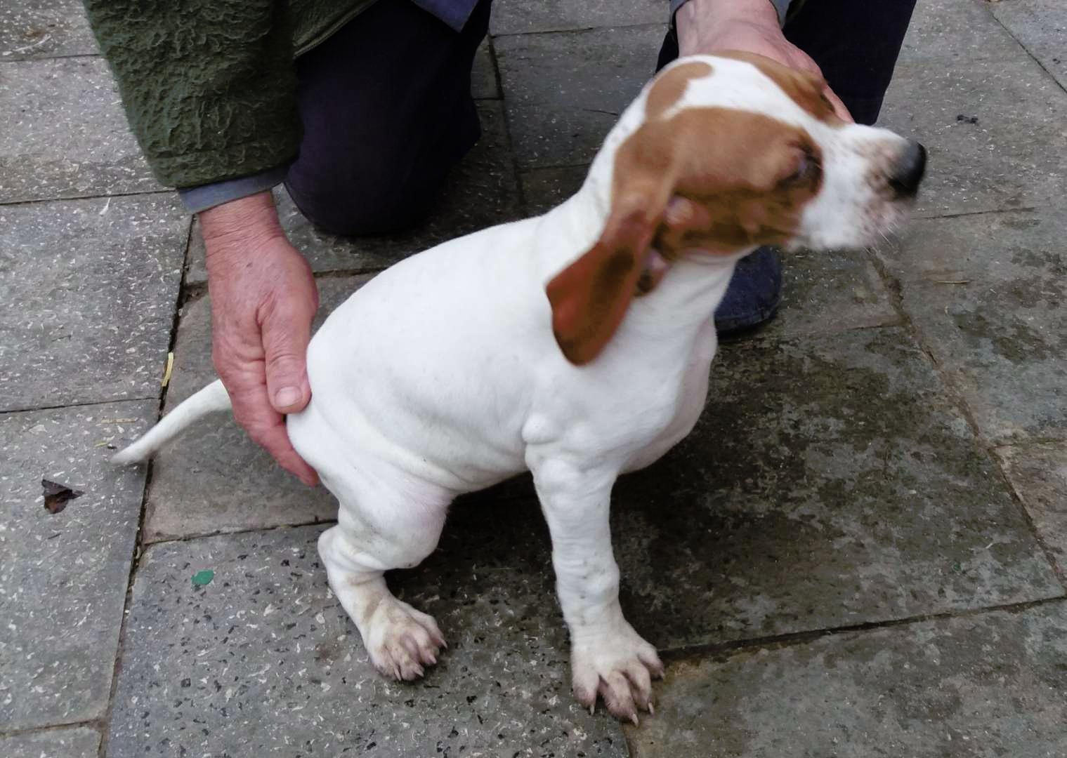 Pointr | Štěňata na prodej | cz.DOGVA.com - inzerce psů