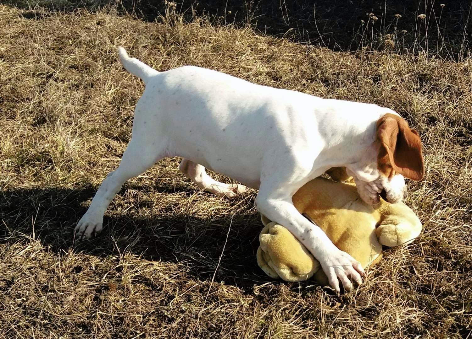 Anglický pointer | Štěňata na prodej | cz.DOGVA.com - inzerce psů