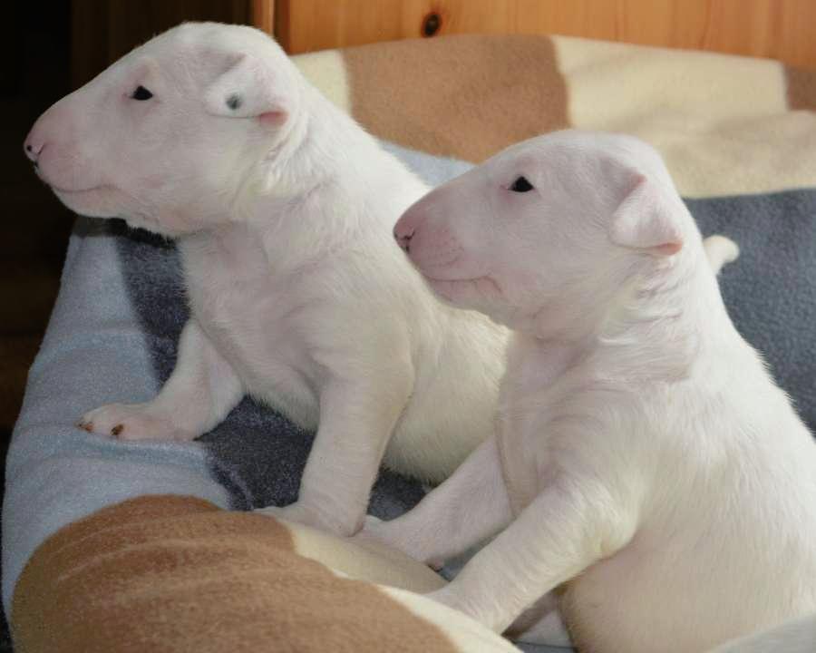 Anglický Bulterier s pp | cz.DOGVA.com