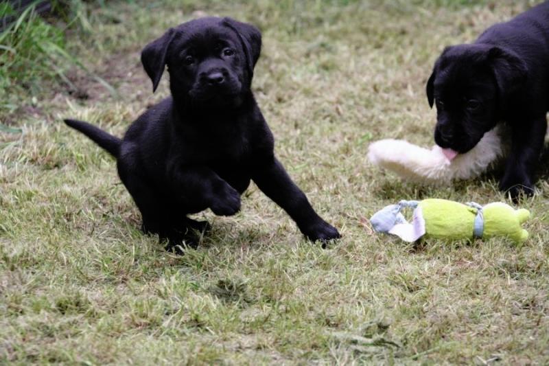 černý Labrador štenata , muž a žena , pripraven k výdeji | Štěňata na ...