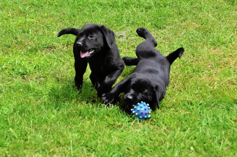 černý Labrador štenata , muž a žena , pripraven k výdeji | Štěňata na ...
