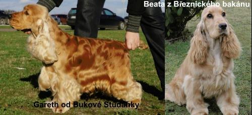 Anglický kokršpaněl | cz.DOGVA.com