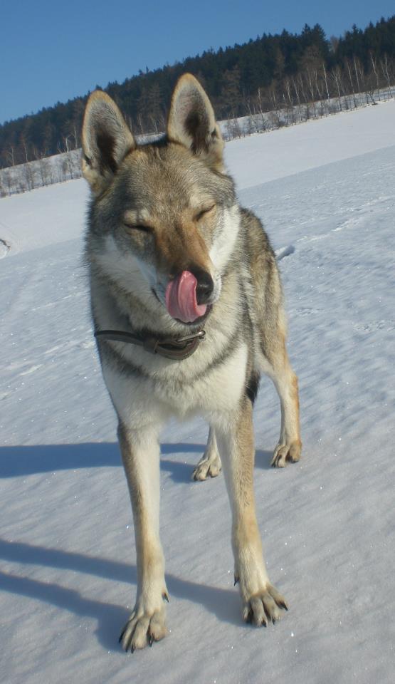 Československý vlčák - rezervace na štěňata | cz.DOGVA.com