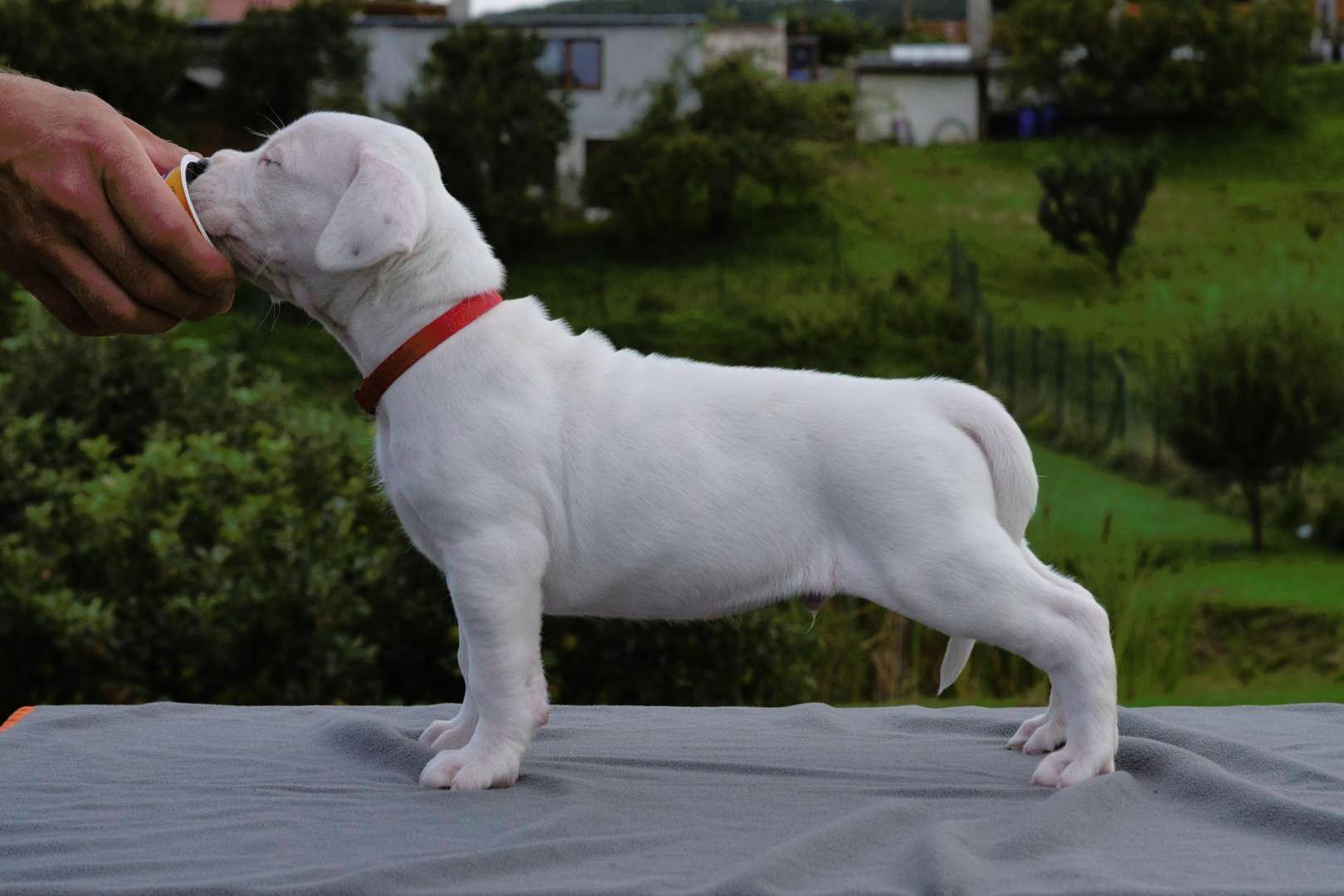 Argentinská doga (Dogo argentino ) - štěňata | Štěňata na prodej | cz ...