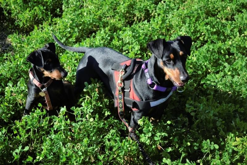 Německý pinč štěně s PP | Štěňata na prodej | cz.DOGVA.com - inzerce psů
