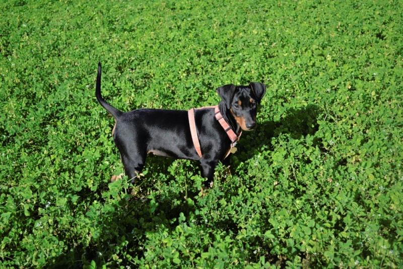 Německý pinč štěně s PP | Štěňata na prodej | cz.DOGVA.com - inzerce psů