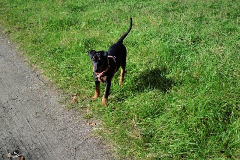 Německý pinč štěně s PP | Štěňata na prodej | cz.DOGVA.com - inzerce psů