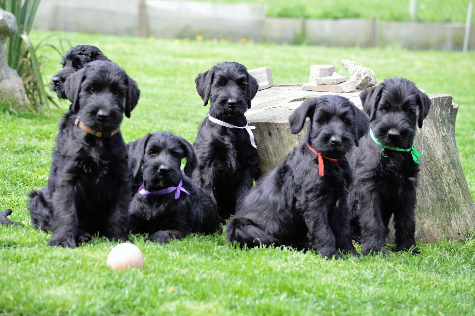 Knírač velký černý s PP | Štěňata na prodej | cz.DOGVA.com - inzerce psů