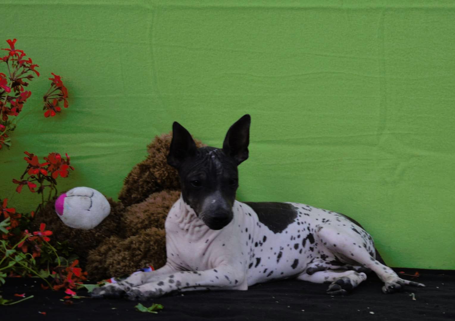 AMERICKÝ BEZSRSTÝ TERIER | Štěňata na prodej | cz.DOGVA.com - inzerce psů