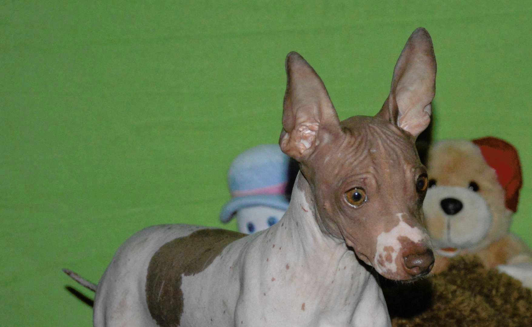 AMERICKÝ BEZSRSTÝ TERIER | Štěňata na prodej | cz.DOGVA.com - inzerce psů