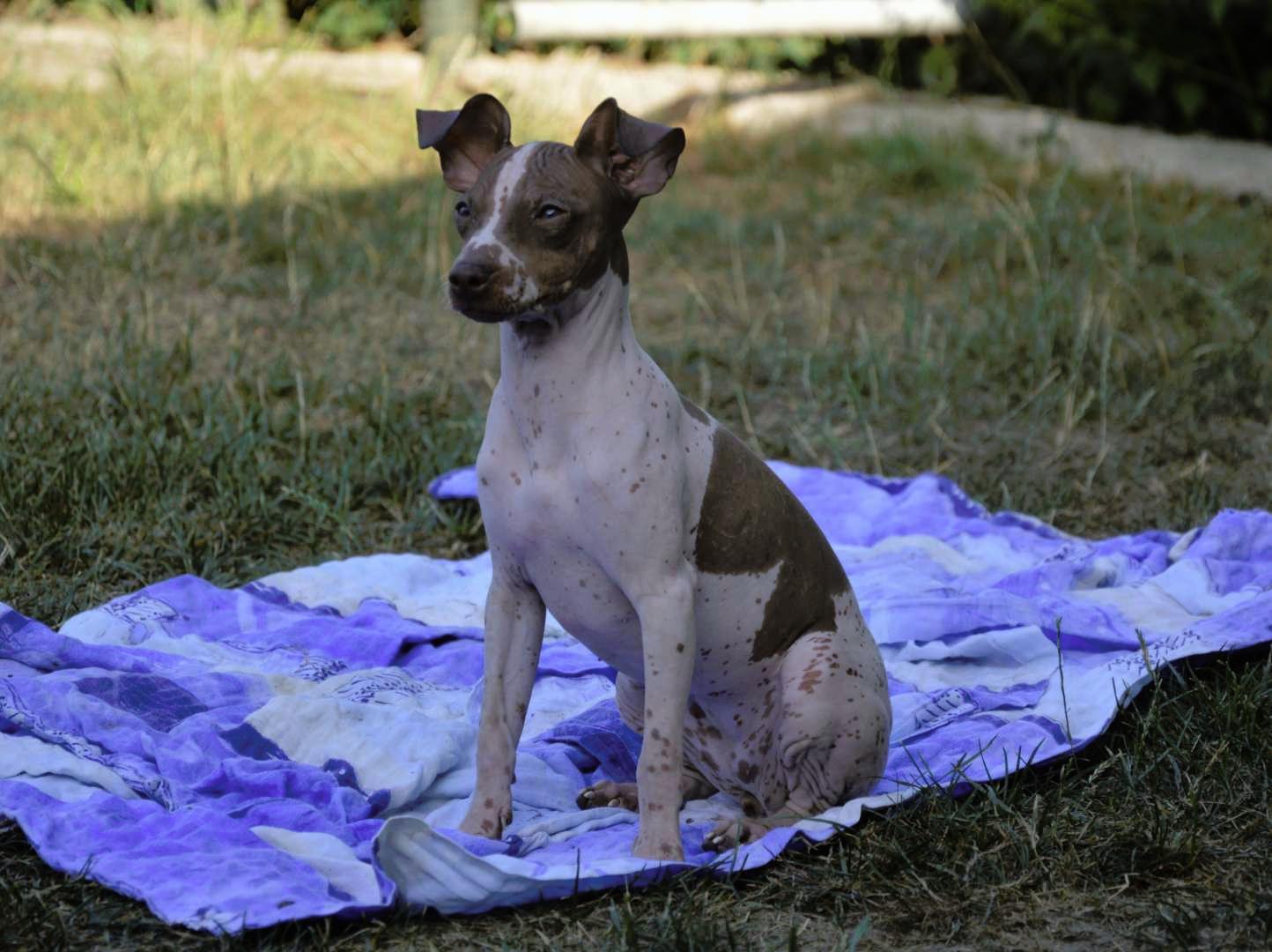 AMERICKÝ BEZSRSTÝ TERIER | Štěňata na prodej | cz.DOGVA.com - inzerce psů