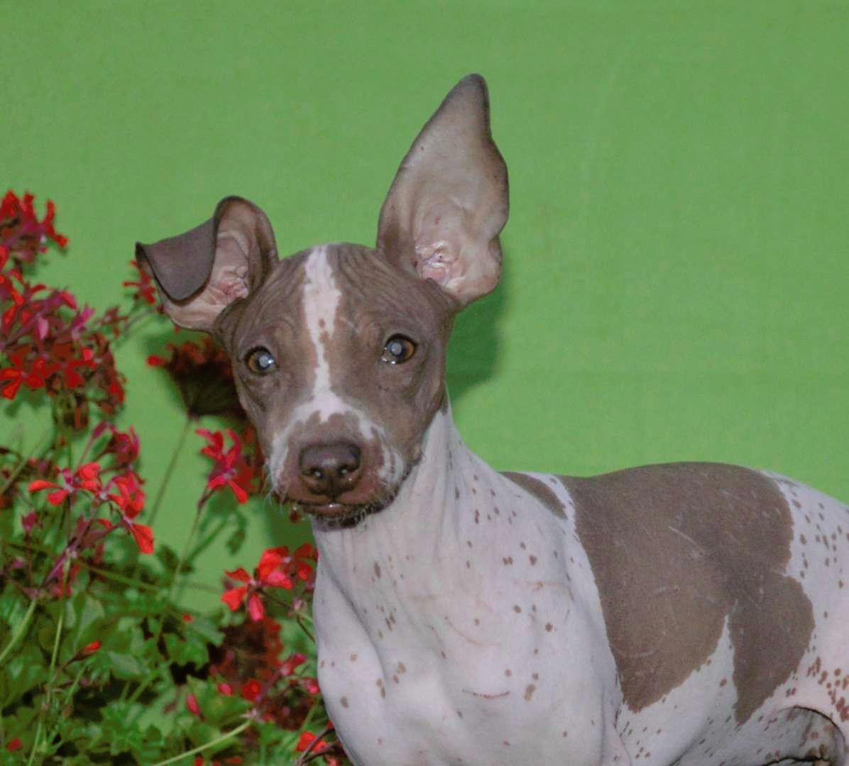 AMERICKÝ BEZSRSTÝ TERIER | Štěňata na prodej | cz.DOGVA.com - inzerce psů