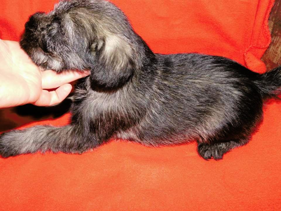 Knírač střední pepř a sůl s PP - štěně | Štěňata na prodej | cz.DOGVA ...