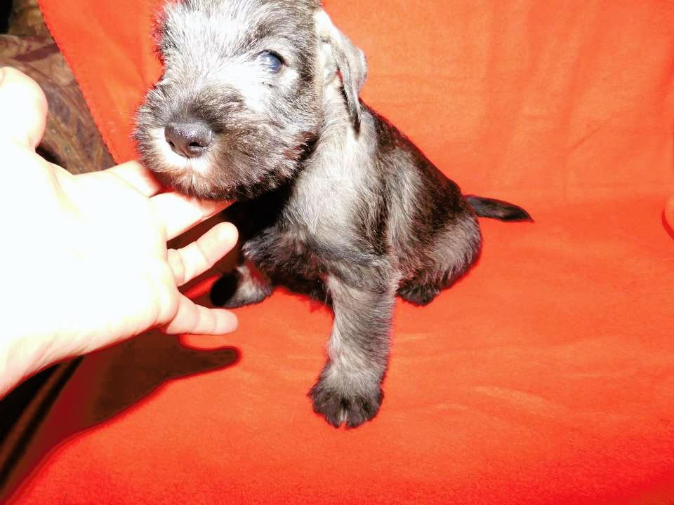 Knírač střední pepř a sůl s PP - štěně | Štěňata na prodej | cz.DOGVA ...