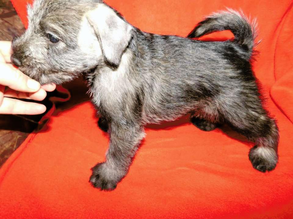 Knírač střední pepř a sůl s PP - štěně | Štěňata na prodej | cz.DOGVA ...