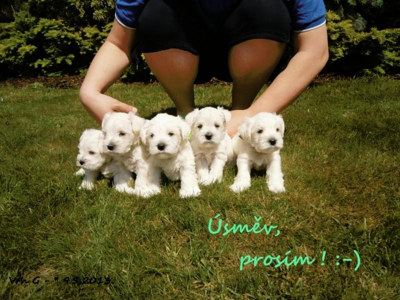 Knírač malý bílý. Nádherná štěňátka s PP | Štěňata na prodej | cz.DOGVA ...