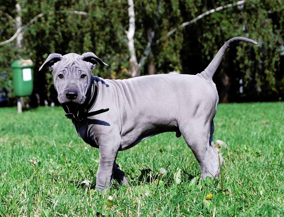 Thajský ridgeback modrý | cz.DOGVA.com