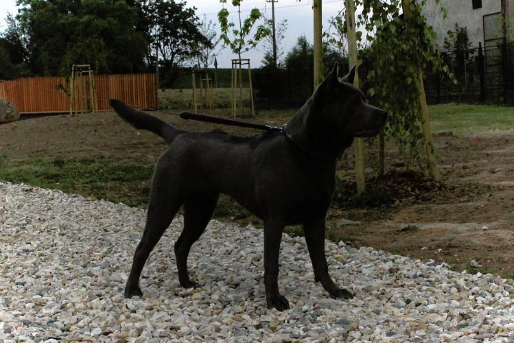 Thajský Ridgeback | Štěňata na prodej | cz.DOGVA.com - inzerce psů
