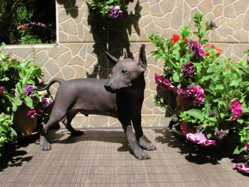 Xoloitzquintle - Mexický naháč s PP | Štěňata na prodej | cz.DOGVA.com ...