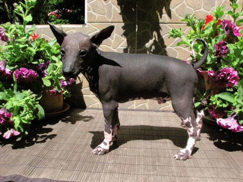 Xoloitzquintle - Mexický naháč s PP | Štěňata na prodej | cz.DOGVA.com ...