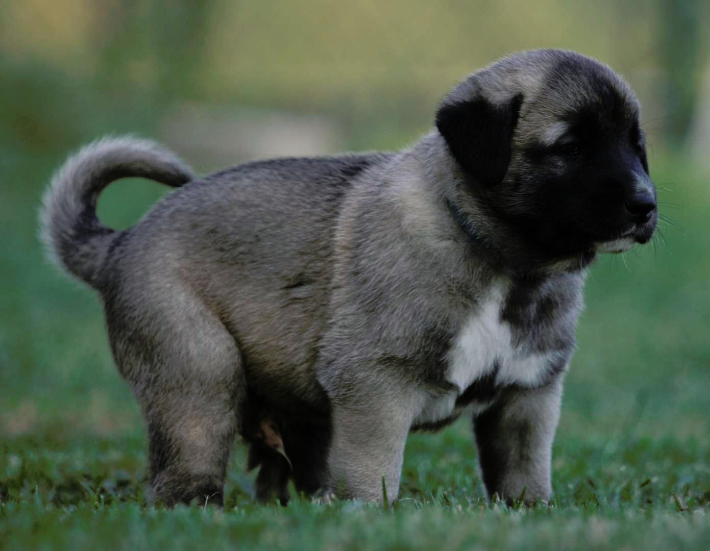 Anatolský pastevecký pes - Kangal | Štěňata na prodej | cz.DOGVA.com ...