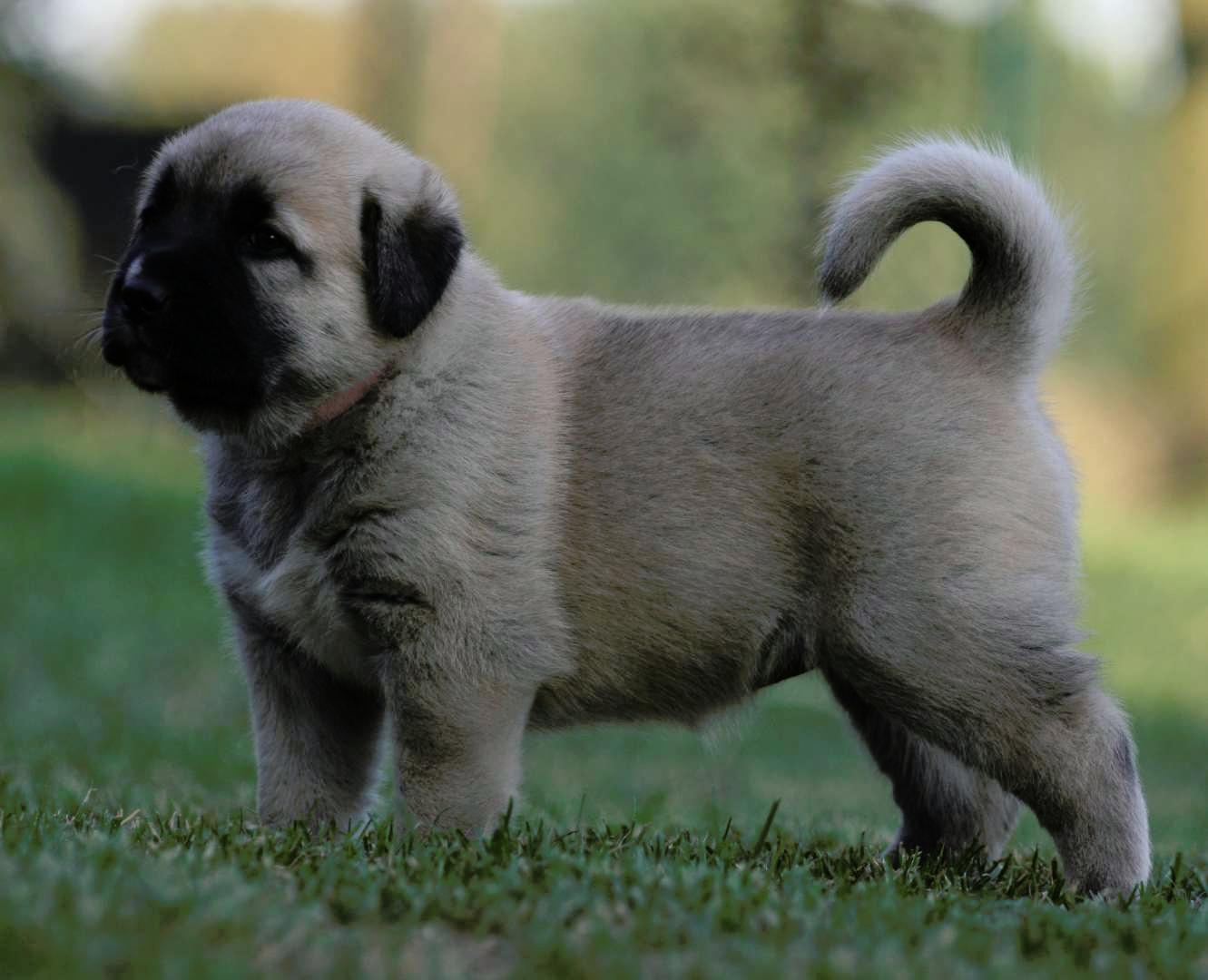 Anatolský pastevecký pes - Kangal | Štěňata na prodej | cz.DOGVA.com ...