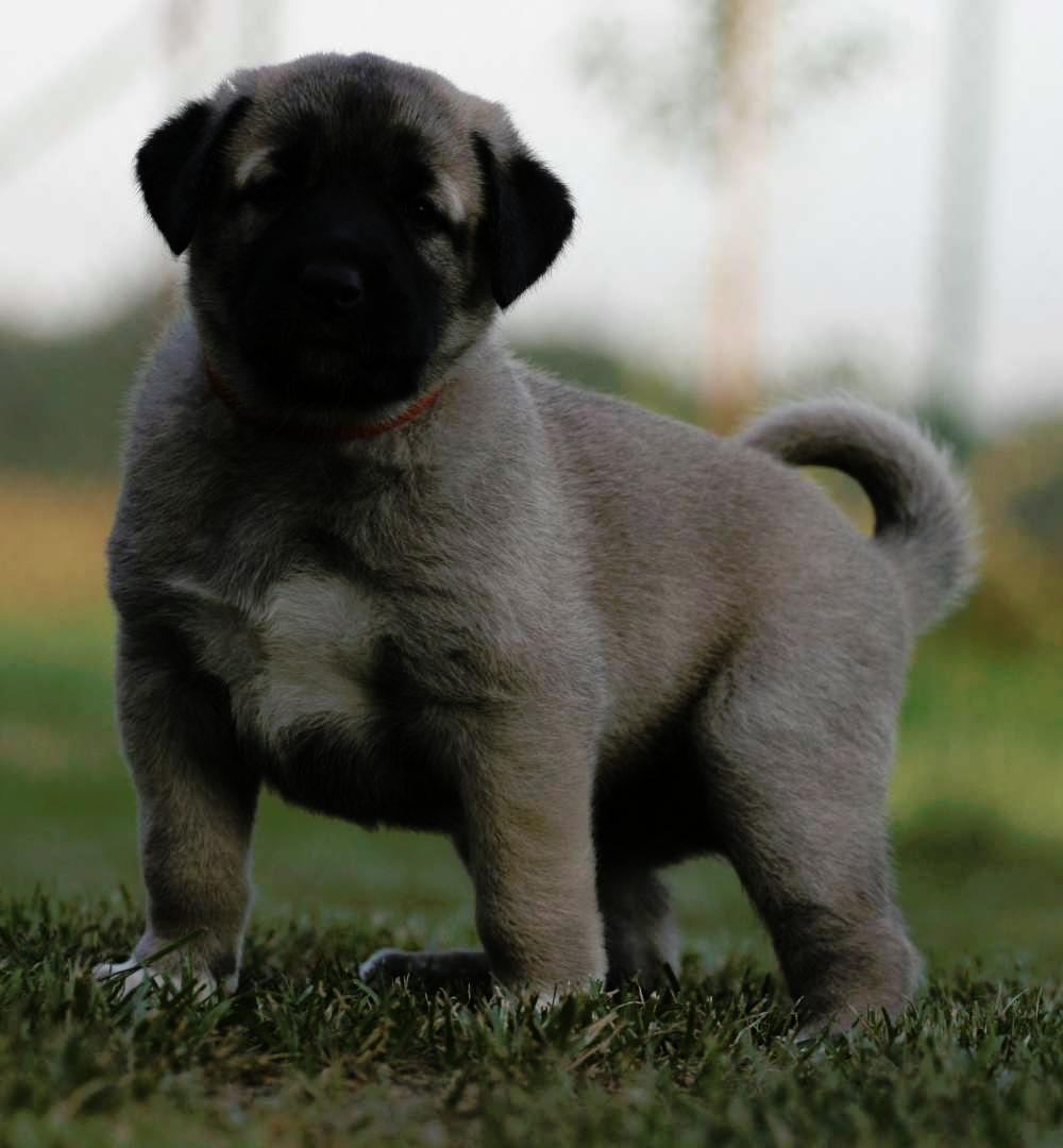 Anatolský pastevecký pes - Kangal | Štěňata na prodej | cz.DOGVA.com ...