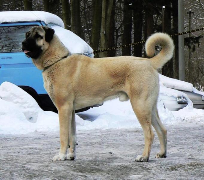 Anatolský pastevecký pes - kangal, štěňata s PP | Štěňata na prodej ...