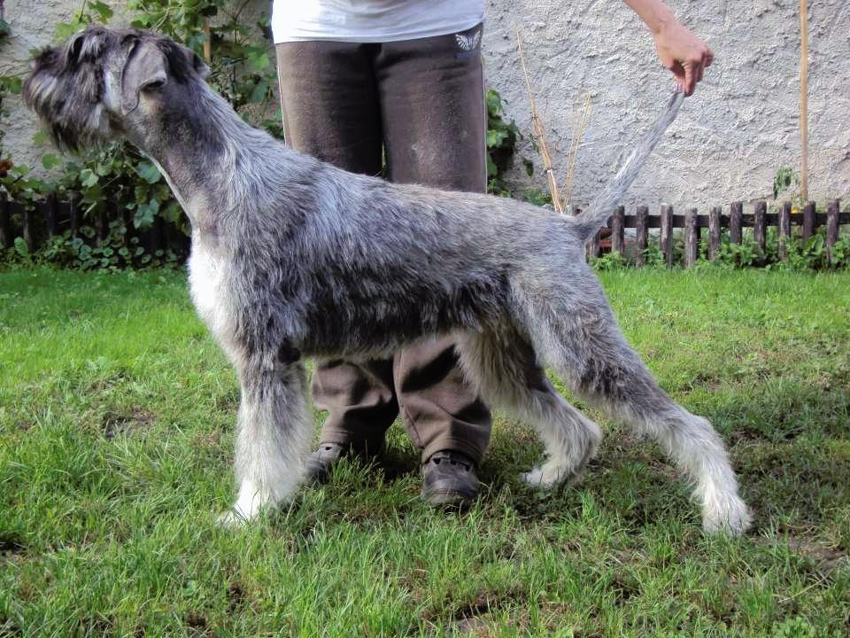 KNÍRAČ VELKÝ PEPŘ a SŮL štěňátko s PP | cz.DOGVA.com