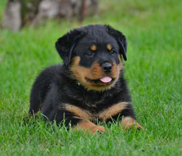 Rotvajler | Štěňata na prodej | cz.DOGVA.com - inzerce psů