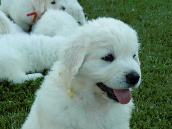 Podhalaňský ovčák - štěňátka s PP, polsky owcarek podhalanski | Štěňata ...