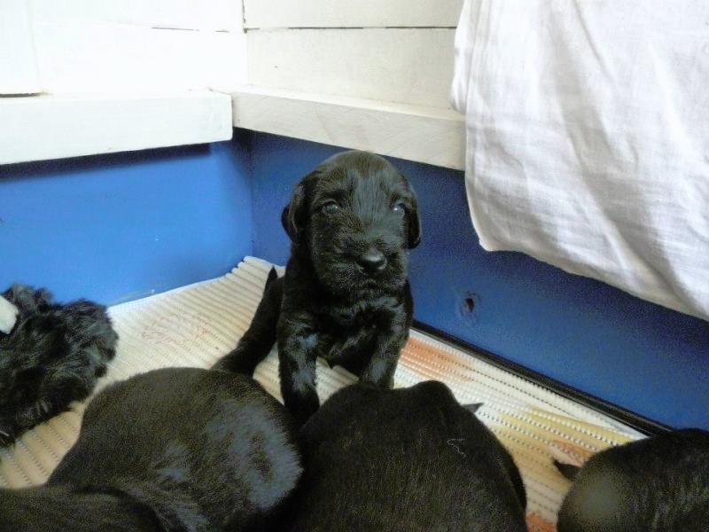 Knírač velký černý – štěňata | Štěňata na prodej | cz.DOGVA.com ...