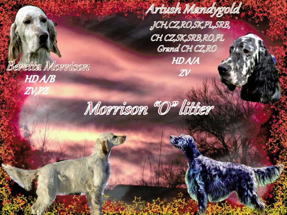 Anglický setr-elegantní společník | Štěňata na prodej | cz.DOGVA.com ...