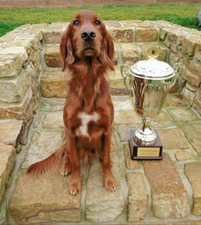 Irský setr Amemait Ó Éire - chovatelská stanice | Irský setr (120 ...