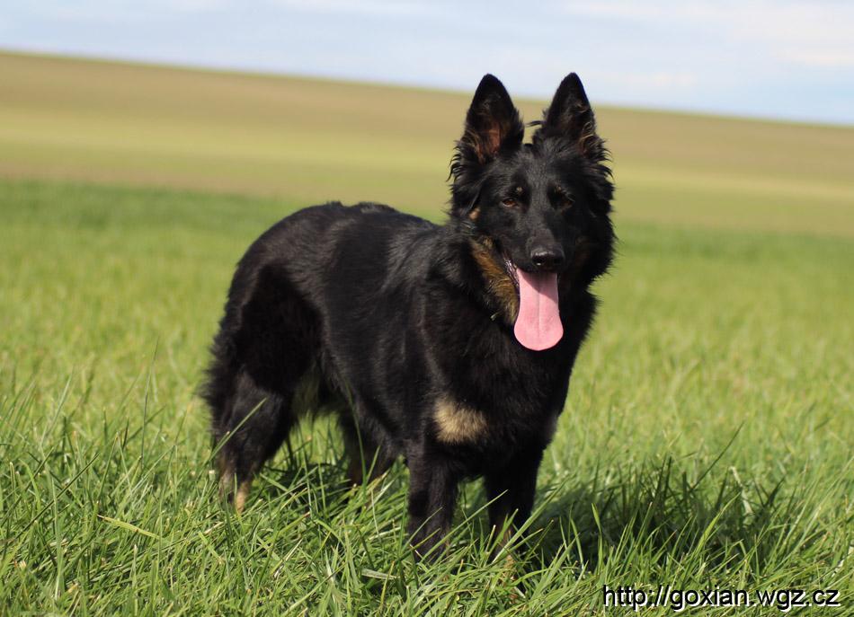 Goxian kennel chodsky dog - chovatelská stanice | Chodský pes | Česká ...