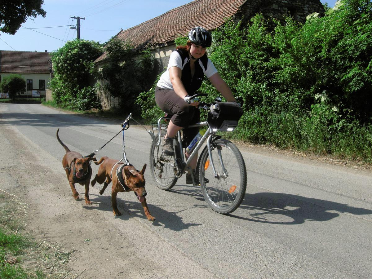 CHS Harmony Star - Německý pinč - chovatelská stanice | Německý pinč ...