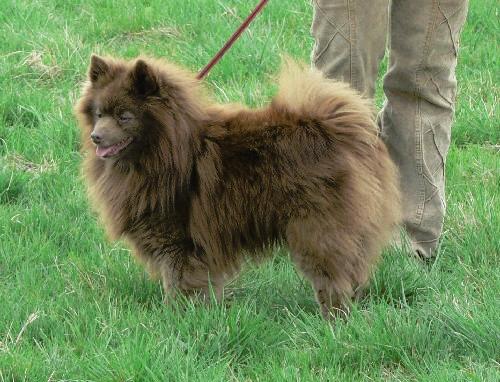 Německý špic střední hnědý | cz.DOGVA.com