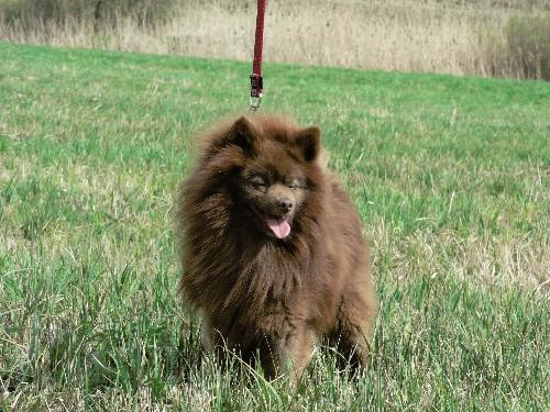 Německý špic střední hnědý | cz.DOGVA.com